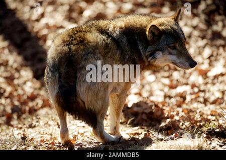 Wolf in the animal enclosure of the Falkenstein National Park Centre in ...