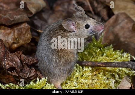 Adult house mouse Stock Photo - Alamy