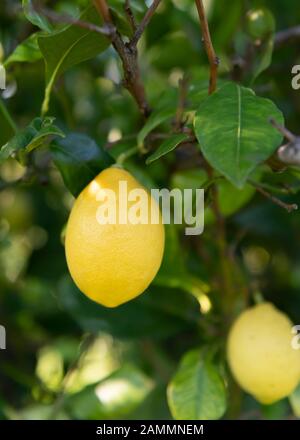 Large green leaf soaking up the sun Stock Photo - Alamy