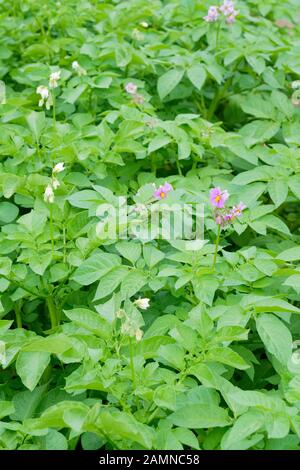 Maris Peer Potato Stock Photo - Alamy