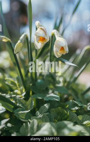 Shallow focus shot of a yellow daffodil flower in the garden with ...