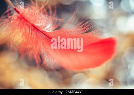 Close up Beautiful Red Bird feather on a bokeh. Pattern background for ...