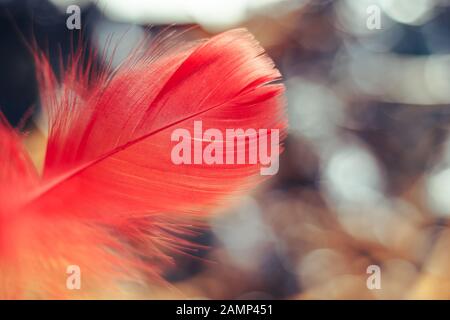 Close up Beautiful Red Bird feather on a bokeh. Pattern background for ...