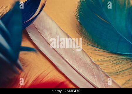 Close up Beautiful multi-colored Bird feather pattern background for ...