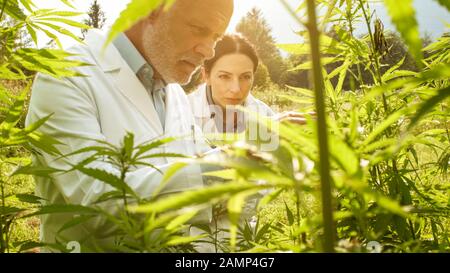 Professional researchers working in a hemp field, they are checking ...