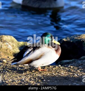 Swans bridge,nature reserve, west hallam,Ilkeston,Nottingham,England,UK ...