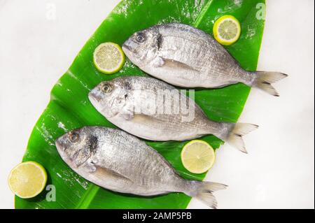 Dorado fish on ice decorated with lime and basil Stock Photo - Alamy