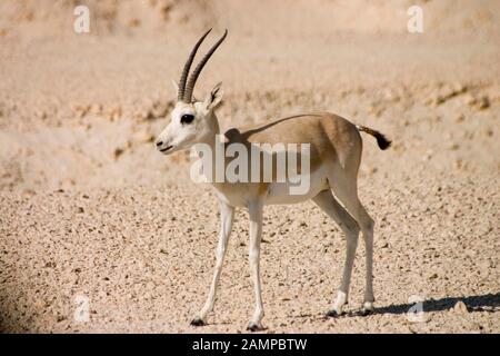 North african gazelle in the desert, Tripolitania, Ghadames, Libya ...