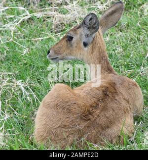 Common Reedbuck, Redunca arundinum Stock Photo - Alamy