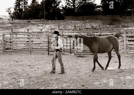 Cowboy leading his horse on a ranch in northeastern Wyoming Stock Photo ...