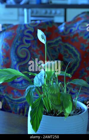 dying lily flower Stock Photo - Alamy
