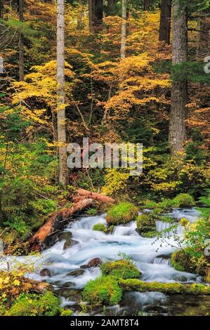 Roaring River along Aufderheide Drive, West Cascades National Scenic ...