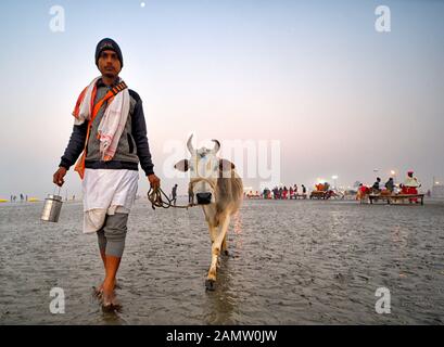 Holy cow, Hindu priest with pilgrims during a fire ritual at the Ghat ...