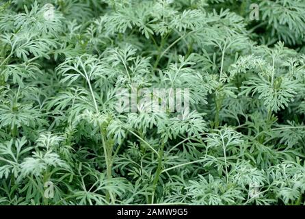 Pale green plants of Common Wormwood Stock Photo - Alamy