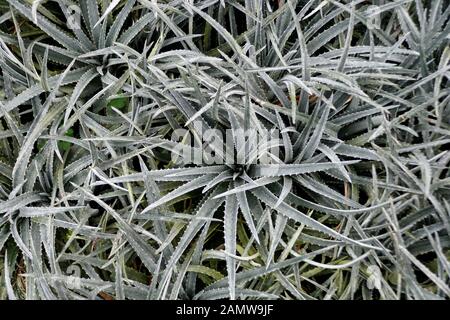 Pale green Dyckia 'Nickel Silver' plants Stock Photo - Alamy