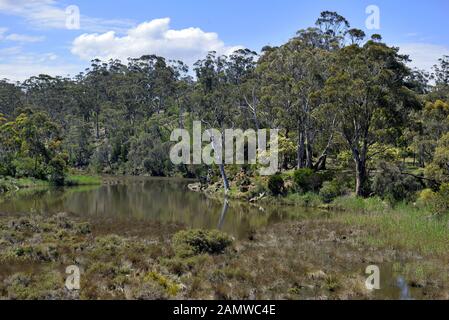 Eucalyptus forest bushland, seen in Tasmania, Victoria and New South ...