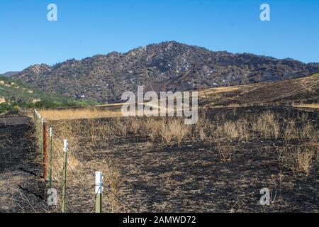 wildfire grass fire burned left only ash. Solano California Stock Photo ...