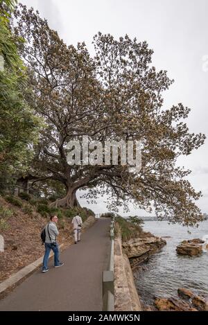 One of many large, mature and spreading Port Jackson Figs (Ficus ...