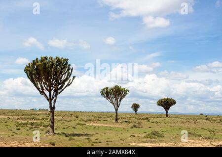 Euphorbia ingens, Candelabra Tree, African Milk Tree, Candelabra Cactus ...