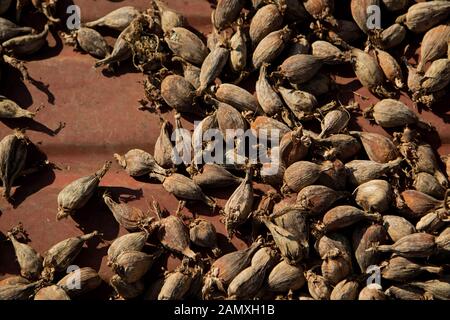 Ethiopian Cardamom, Ethiopian spices Stock Photo - Alamy