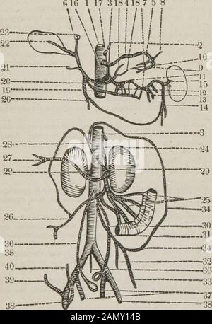 Pancreatic secretion in human body vector illustration infographics ...