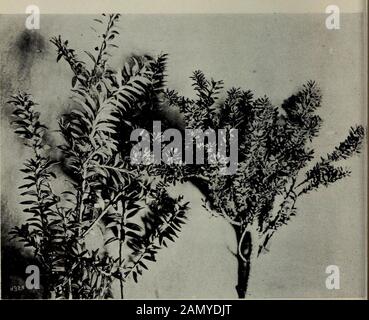 Podocarpus nivalis, a species of shrub in the Podocarpaceae family ...