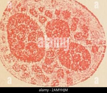 'Biology, with Preludes on Current Events' (1878) introduces ...