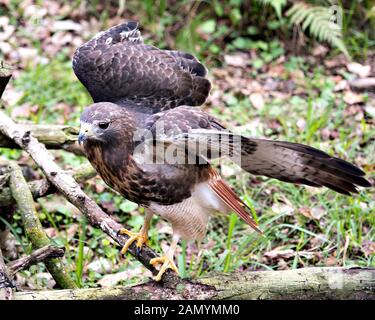 Red-tailed Hawk displaying it's magnificent wings Stock Photo - Alamy