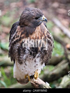 Red-tailed Hawk displaying it's magnificent wings Stock Photo - Alamy