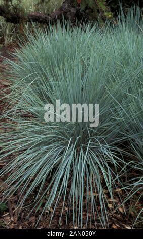 Blue Oat Grass (Helictotrichon sempervirens Stock Photo - Alamy