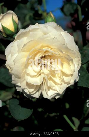 Rosa Perdita shrub rose Stock Photo - Alamy