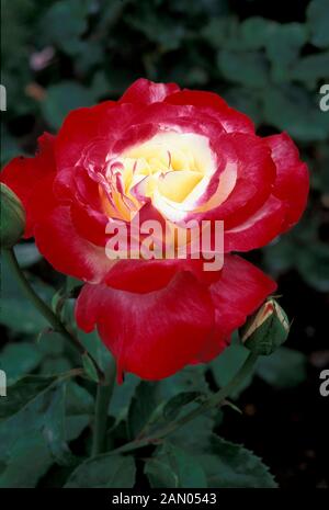 Double Delight Hybrid Tea Rose Stock Photo - Alamy