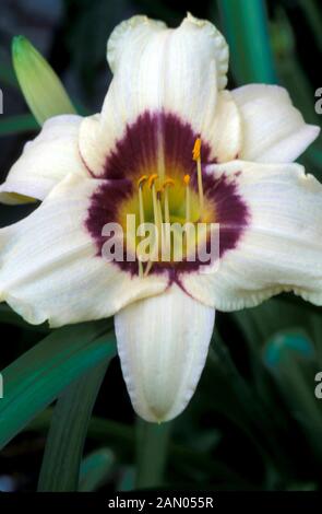 Hemerocallis 'Pandora's Box' Stock Photo - Alamy
