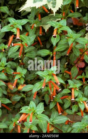 CUPHEA IGNEA, Cigar plant Stock Photo - Alamy
