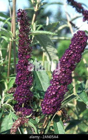 Buddleia davidii 'Black Knight' , Butterfly Bush, dark purple flower ...
