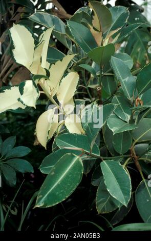 Ficus elastica 'Doescheri' Stock Photo - Alamy