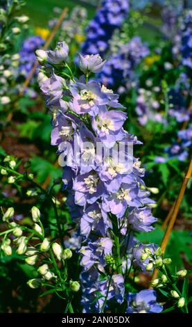 Delphinium 'Magic fountains lavender white bee'. Magic Fountains ...