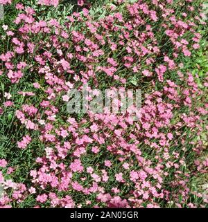 Dianthus 'Tiny Rubies' Stock Photo - Alamy
