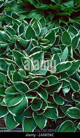Hosta 'Green Gold' Stock Photo - Alamy
