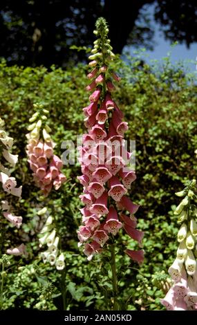 Pink strawberry foxglove (Digitalis mertonensis) bloom on an exhibition ...