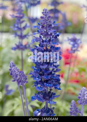 Salvia farinacea ''Rhea' Stock Photo - Alamy