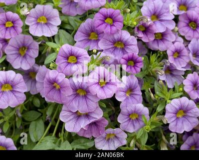 Calibrachoa Callie Purple Stock Photo - Alamy
