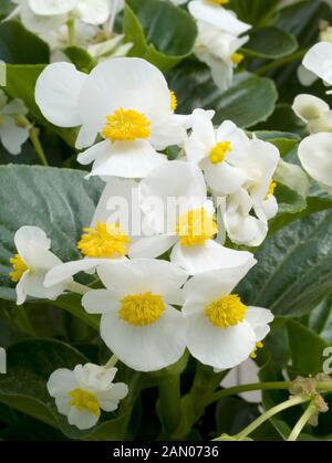 Begonia Inferno 'White' Stock Photo - Alamy
