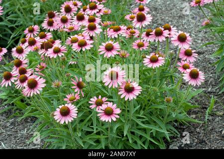 ECHINACEA 'PIXIE MEADOWBRITE' Stock Photo - Alamy