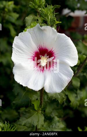 HIBISCUS SYRIACUS HELENE Stock Photo - Alamy