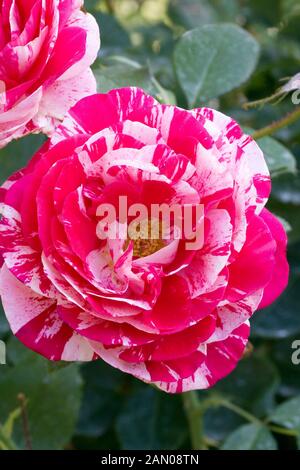 Rosa SCENTIMENTAL, Rose Stock Photo - Alamy