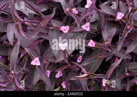 Tradescantia pallida - (Syn Setcreasea purpurea) HPS054002 Stock Photo ...