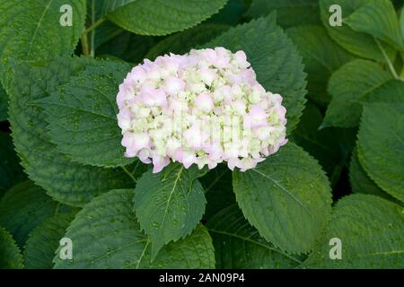 Hydrangea macrophylla "Otaksa Stock Photo - Alamy