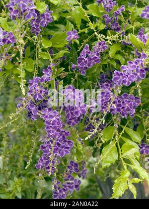 DURANTA SWEET MEMORIES Stock Photo - Alamy