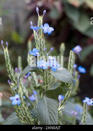 Blue Eranthemum (Eranthemum pulchellum Stock Photo - Alamy
